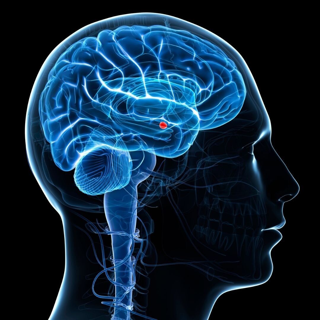 The Amygdala Hijack: What it is and How You Can Stop It - Calm San Diego