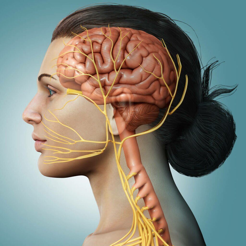 Acupuncture for Vagus Nerve Stimulation: A Holistic Approach to Neural ...
